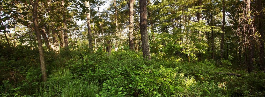 Tree Terminator Products by Grace Manufacturing